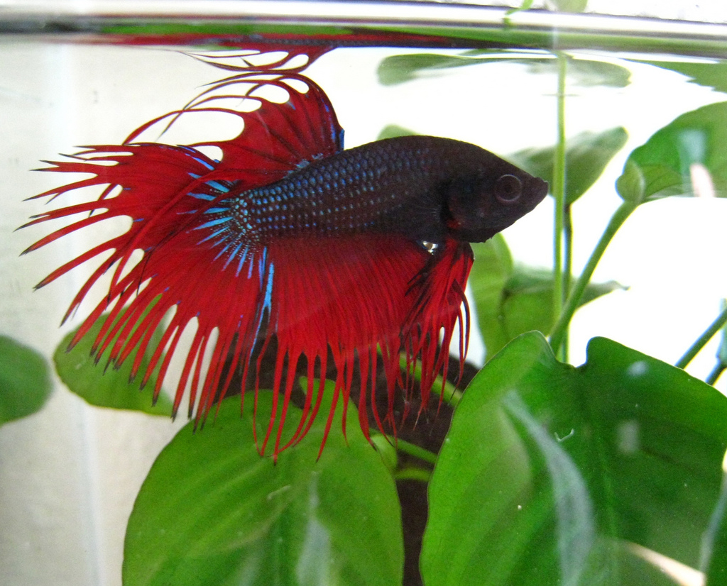 Pet Fish Names With Pictures Fish Pictures With Names 2017 Fish Pet Fish Names With Pictures Fish Pictures With Names 2017 Fish